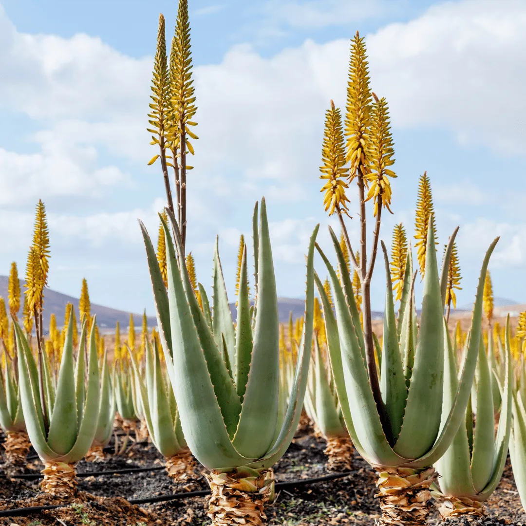 Experience the soothing power of Aloe Vera – Nature’s Healer
